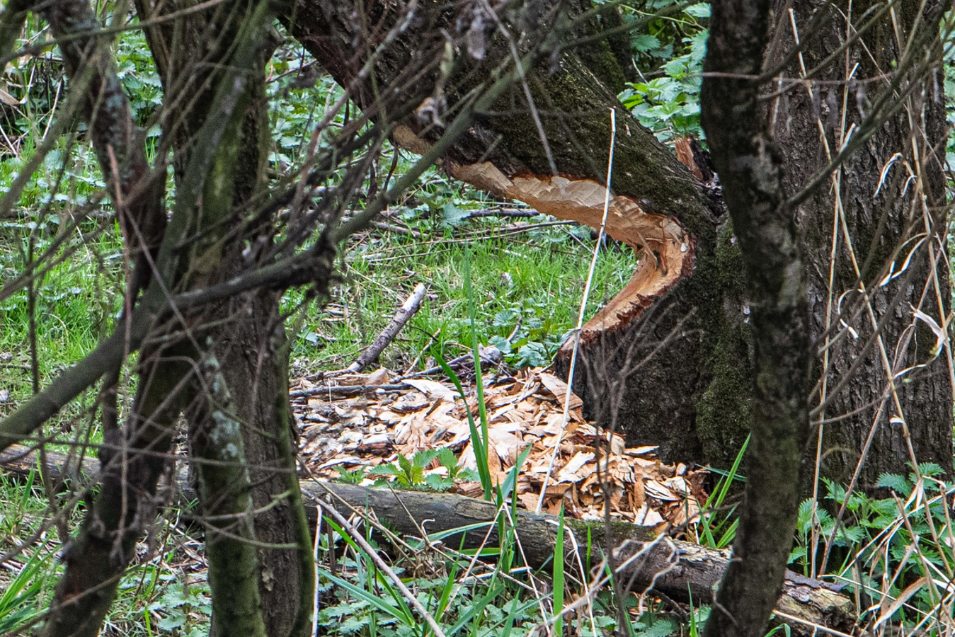 Inspecteur ziet bever langs IJssel oprukken en dijken verzwakken ...