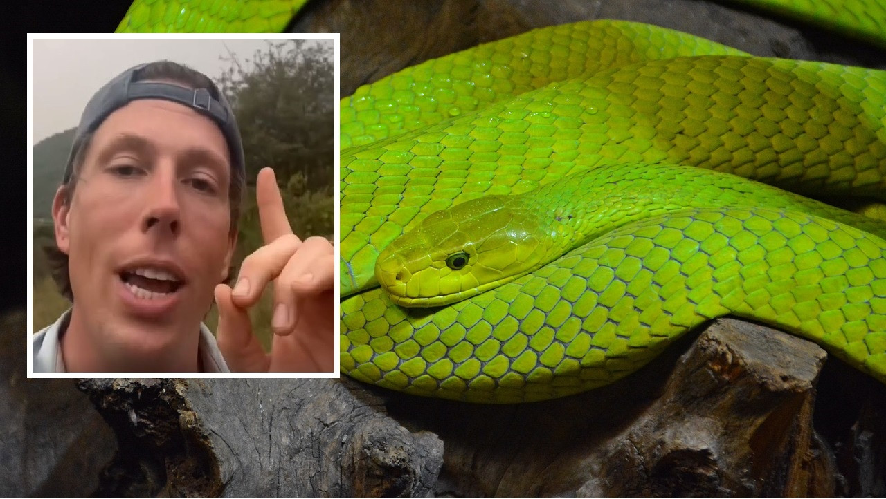 Freek Vonk over ontsnapte giftige slang in Tilburg: ‘Dood is mogelijk ...