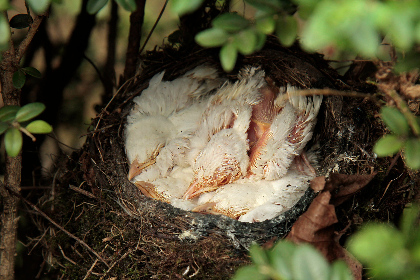 Witte huismus fladdert rond in Ambt Delden: hoe bijzonder is dat ...