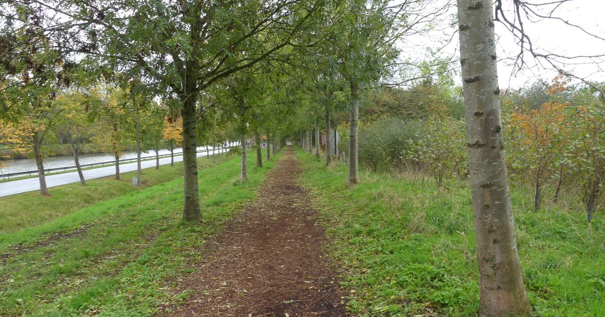 395 zieke bomen langs Finse piste worden verwijderd | Deinze | hln.be