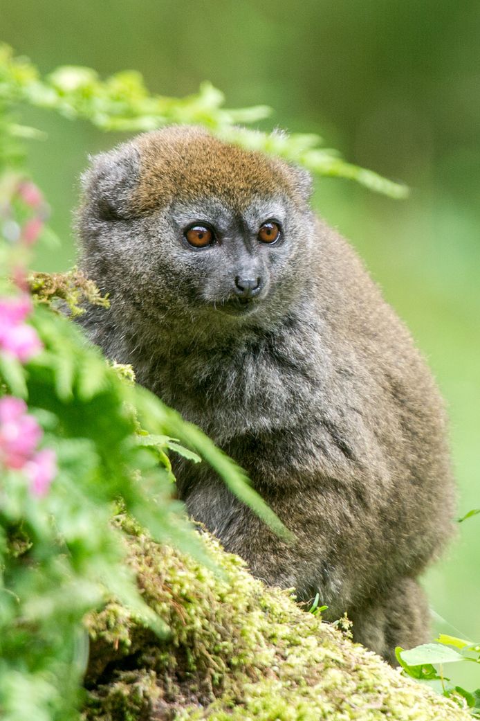 Zeldzame bamboemaki geboren bij Apenheul | Apeldoorn | destentor.nl