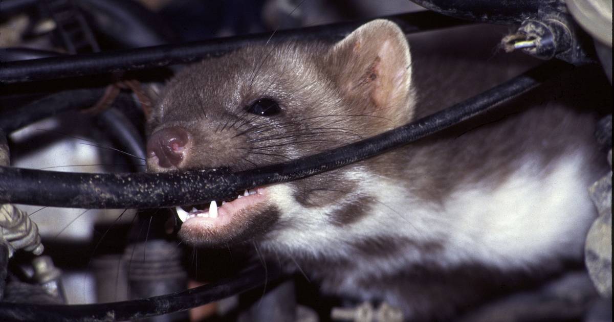 Slopende steenmarter in je huis of je auto? Dit zijn jullie tips om de ...