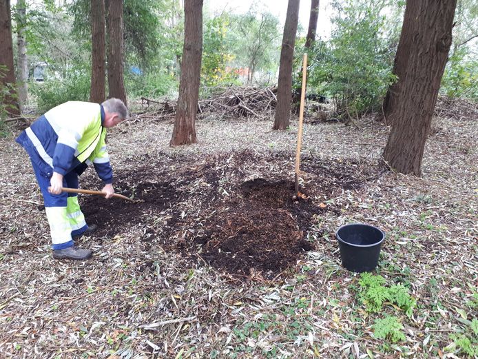 Ongeveer 250 ringslangeieren uitgekomen in broeihopen Gouda | Gouda | AD.nl