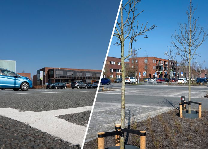 Harderwijk gaat vergroenen en de boom krijgt de hoofdrol: ‘Tranen in de ...