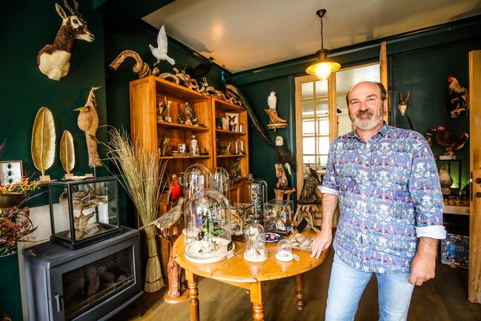 Haal eens een Amerikaanse zeearend of een zebrakop in huis: taxidermist ...