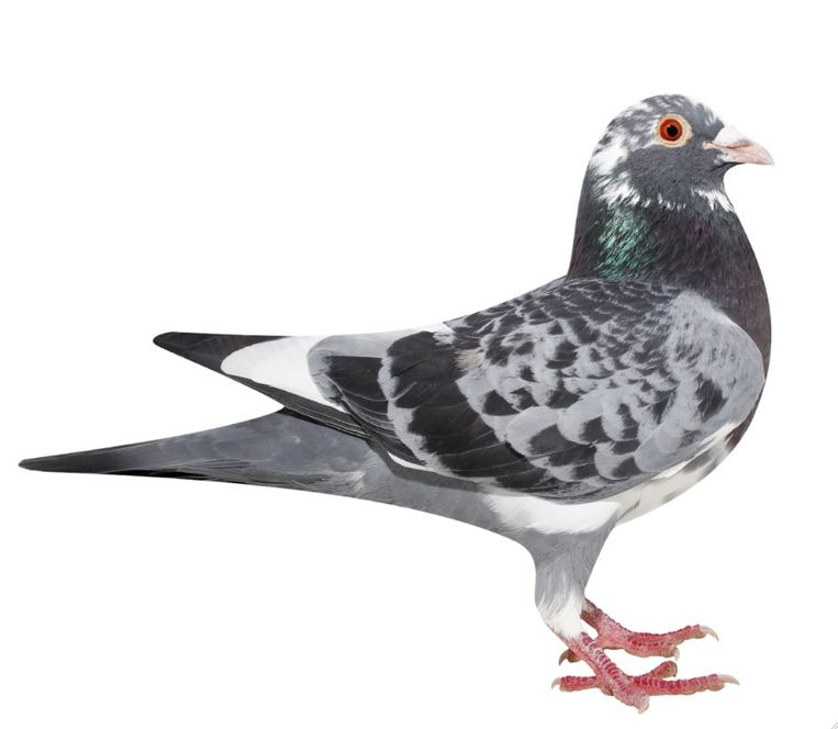 Die ellendige Amsterdamse stadsduif mag er best zijn | Het Parool