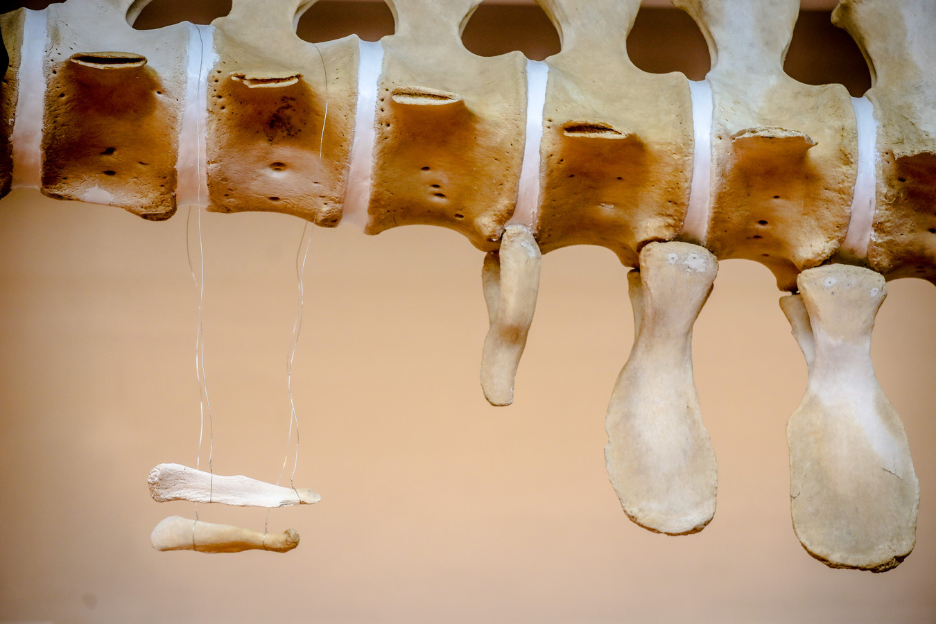 Potvis Valentijn hangt 35 jaar na zijn overlijden aan plafond van ...