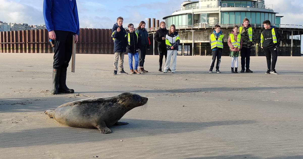 Zeehondje Duvel krijgt de vrijheid, maar opvang in Blankenberge zit wel ...