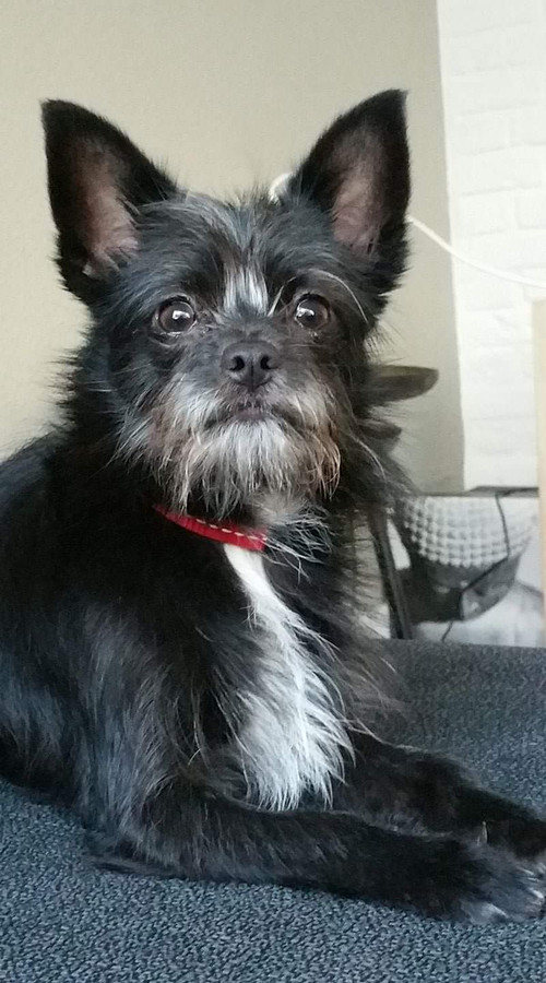 Beertje uit Ede is nu een bekende hond, dankzij Frekkel van de ...