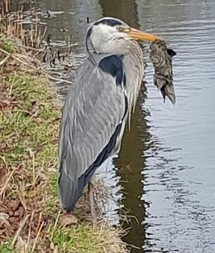 Hoeksche reiger met textiel aan snavel herstelt in Rotterdam | Hoeksche ...