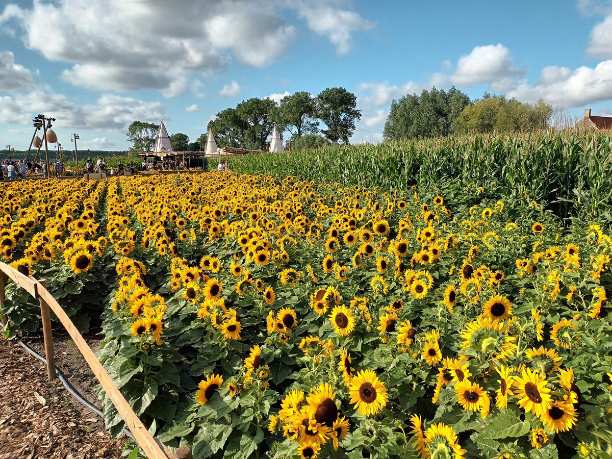 IN BEELD. Campo Solar in Damme start onder stralende zon | Foto | hln.be