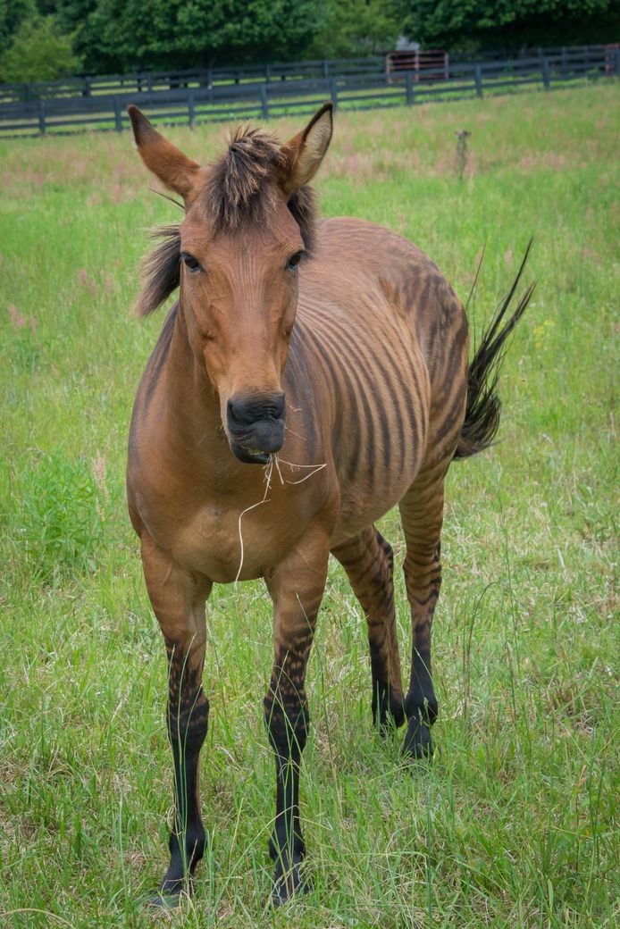 Van teeuw tot walfijn: de meest bijzondere kruisingen in dierenland ...