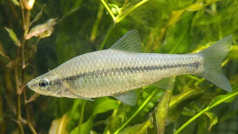 Exotische vis bedreiging voor inheemse vissen | De Volkskrant