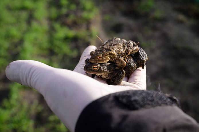 Vrijwilligers redden 1500 padden en kikkers in Rozendaal; aantal neemt ...