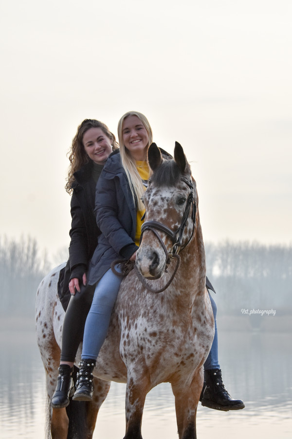 Ruim drieduizend euro voor gewond paard Twix | Foto | AD.nl