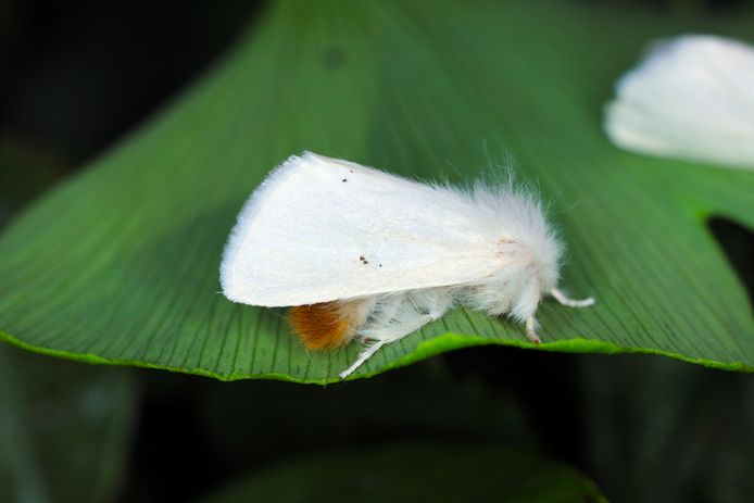 Spot je deze rups op een wandeling door de duinen? Blijf er vooral van ...
