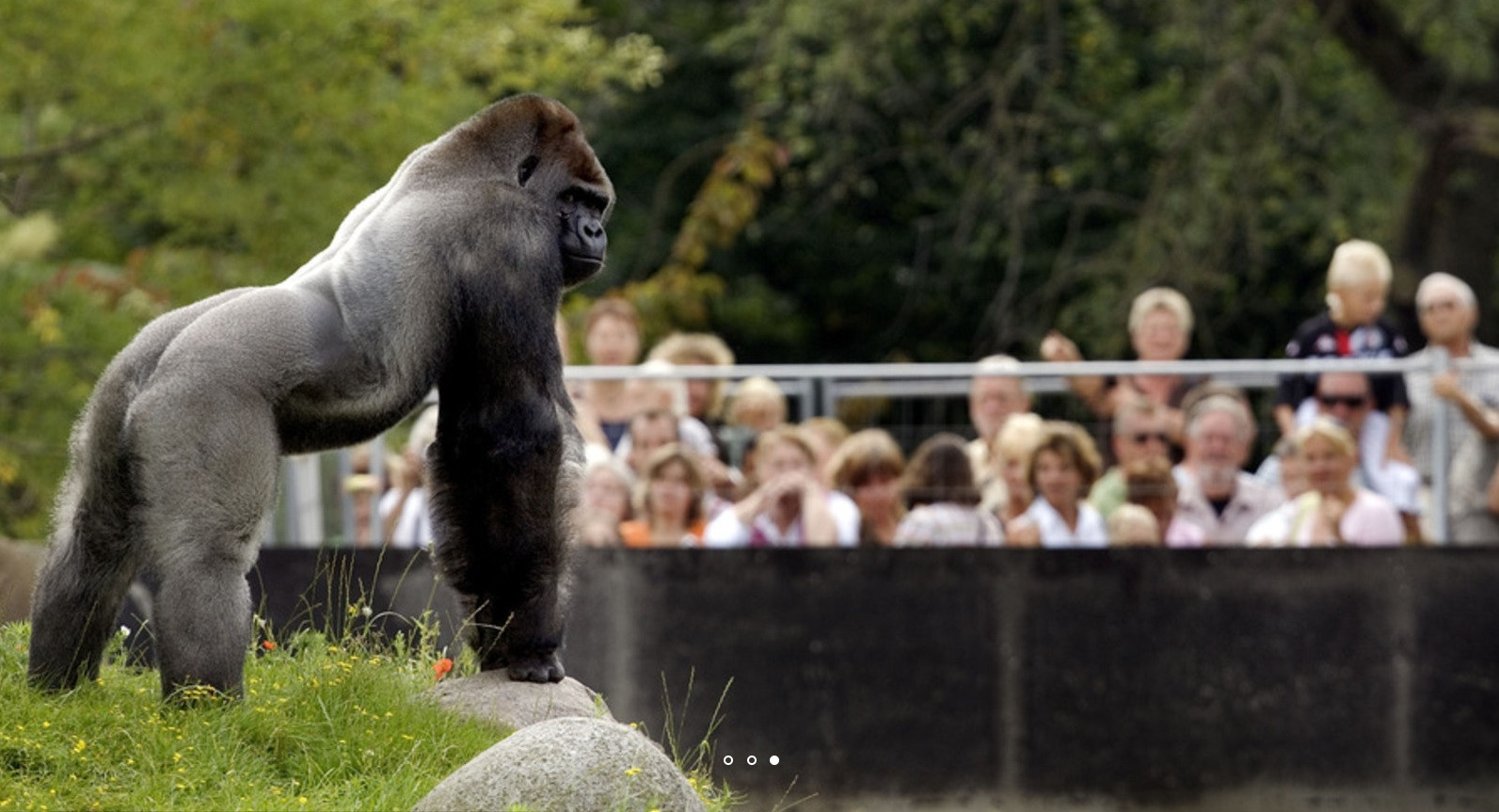 Hoera! Gorilla Bokito is zondag 25 jaar geworden | Foto | AD.nl