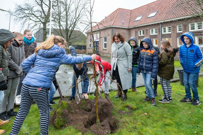 Een boom vol symboliek in Wanneperveen | Kop van Overijssel | destentor.nl