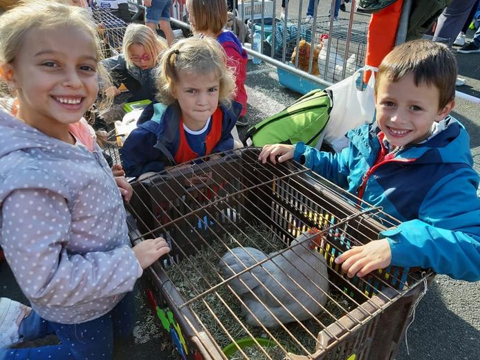 Dikbillen stelen show tijdens zonovergoten jaarmarkt | Dendermonde | hln.be