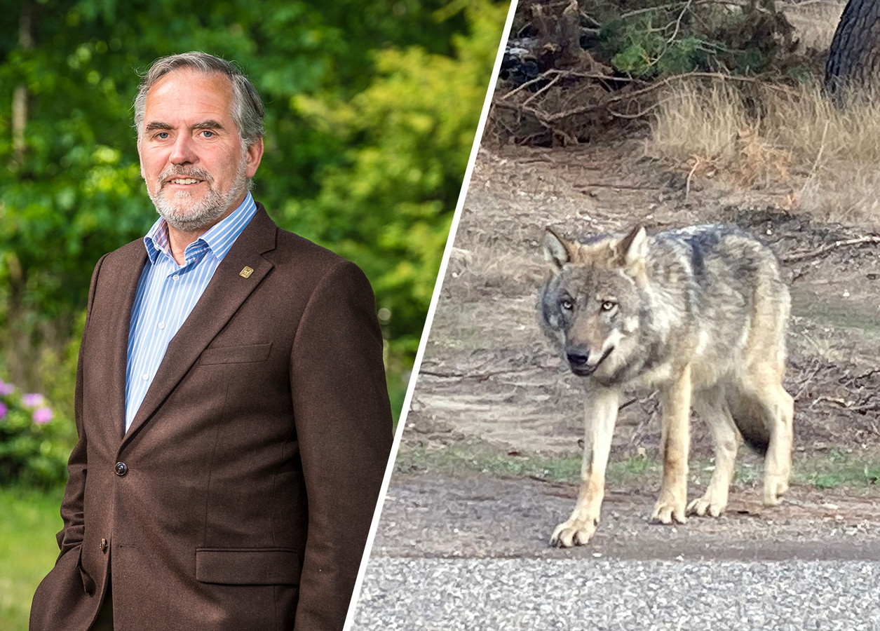 Roep om ingrijpen op Hoge Veluwe vanwege verstoring wolf, parkdirecteur ... Roep om ingrijpen op Hoge Veluwe vanwege verstoring wolf, parkdirecteur ...