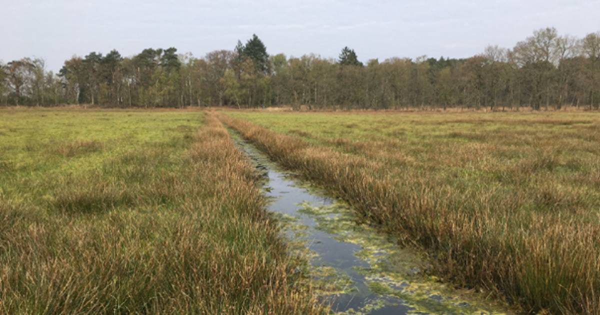 Bos Wulpenkreet wil Europees natuurgebied worden: “Het kan buffergebied ...