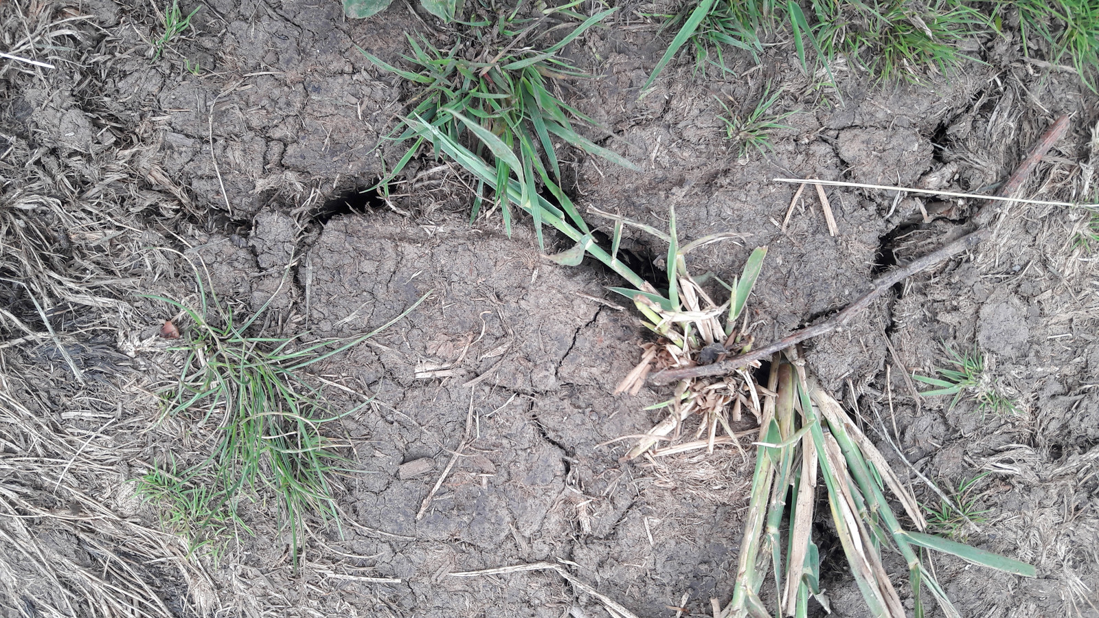 Droogte nog steeds een probleem in Brabant: een witte kerst is daar het ...