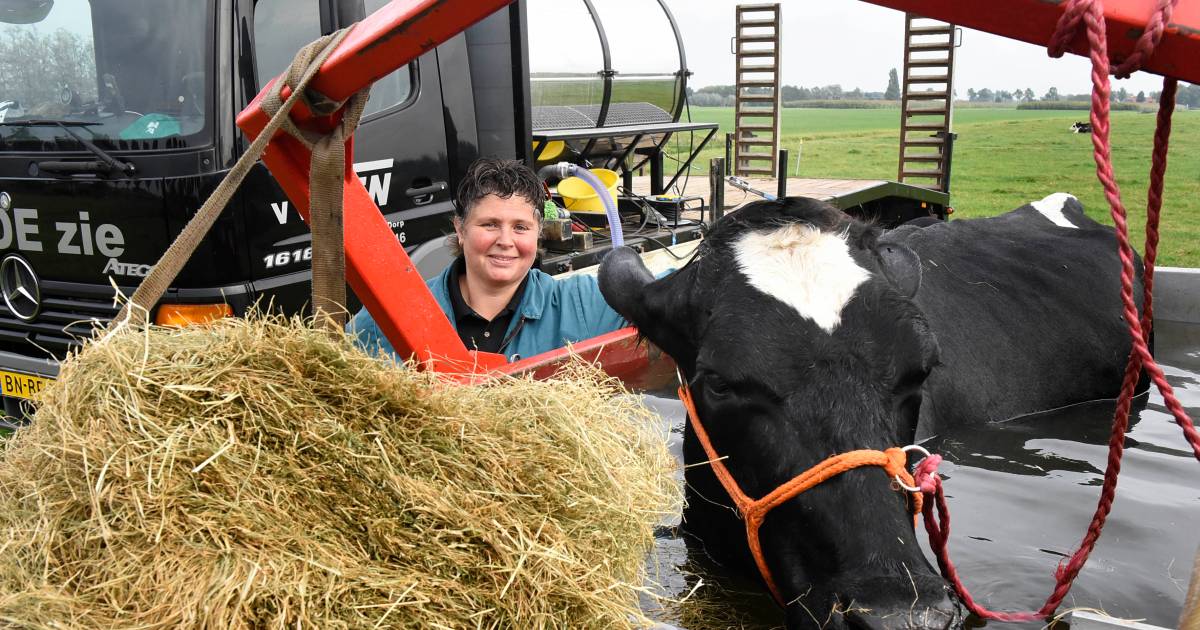 Koe Jannet komt bij van zware bevalling in een lekker warme ‘Ja-Koe-Zie ...