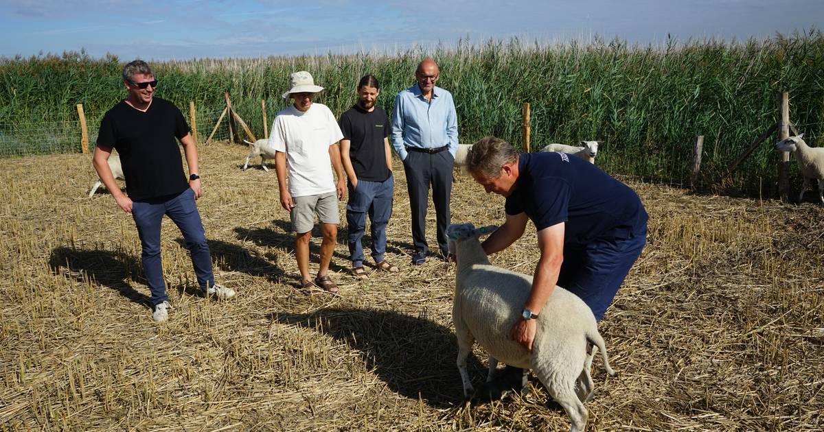 Schapen knabbelen riet weg in Schor Ouden Doel: “Pilootproject om zilt ...
