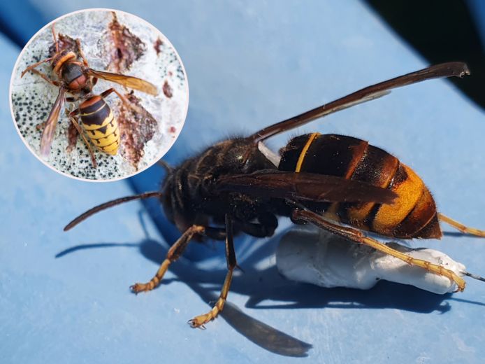 De ‘monsterwesp’ is bezig aan een enorme opmars, dit moet je doen (en ...