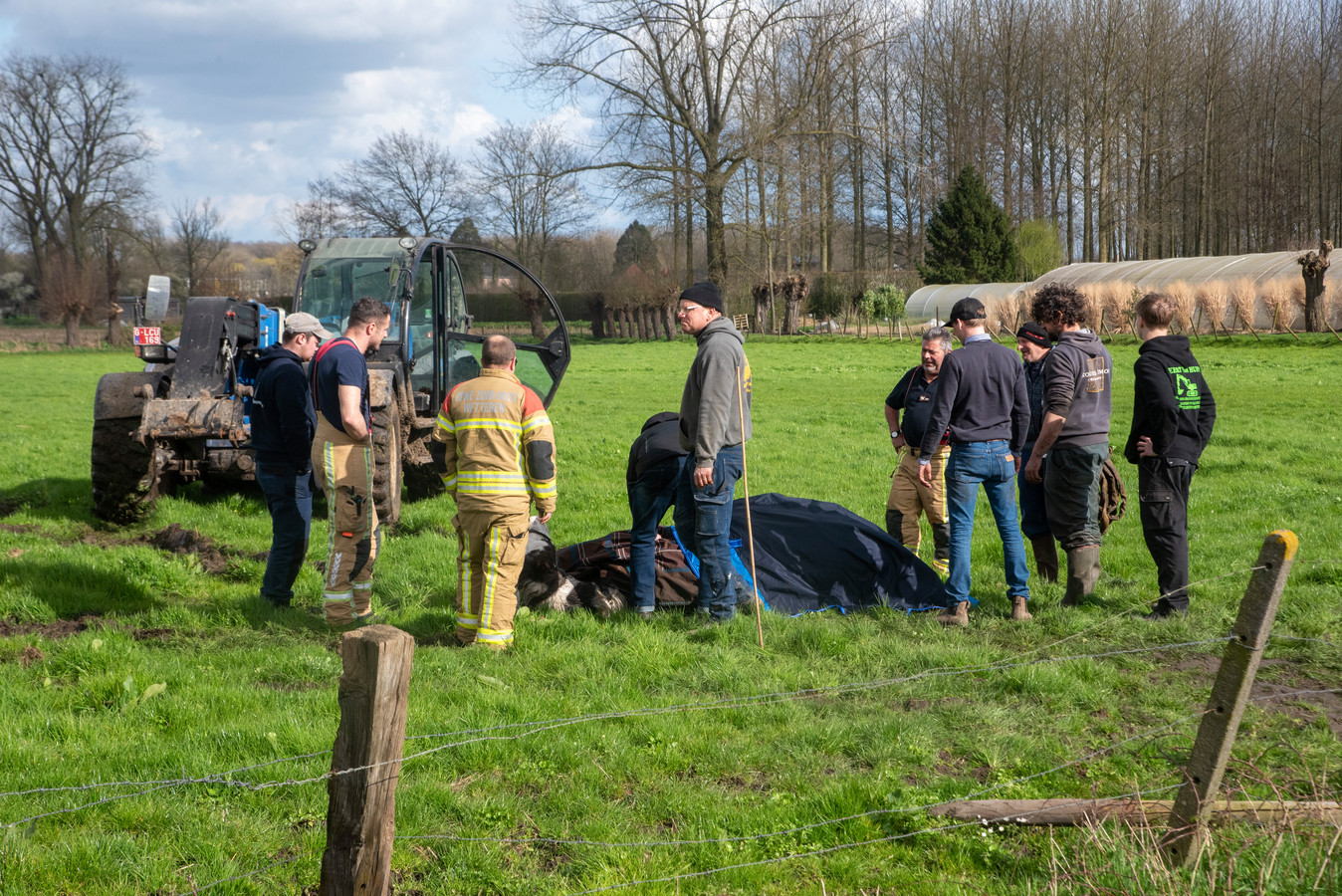 Brandweer redt paard uit gracht in Wetteren | Foto | hln.be