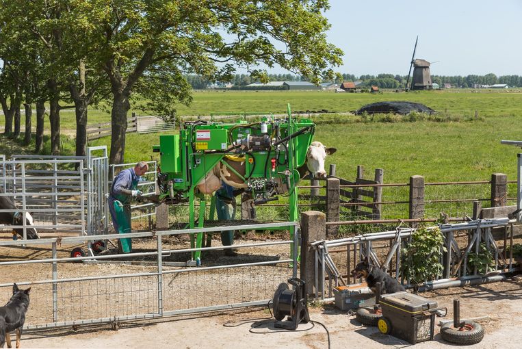 De veranderende wereld van de Nederlandse koe | De Volkskrant