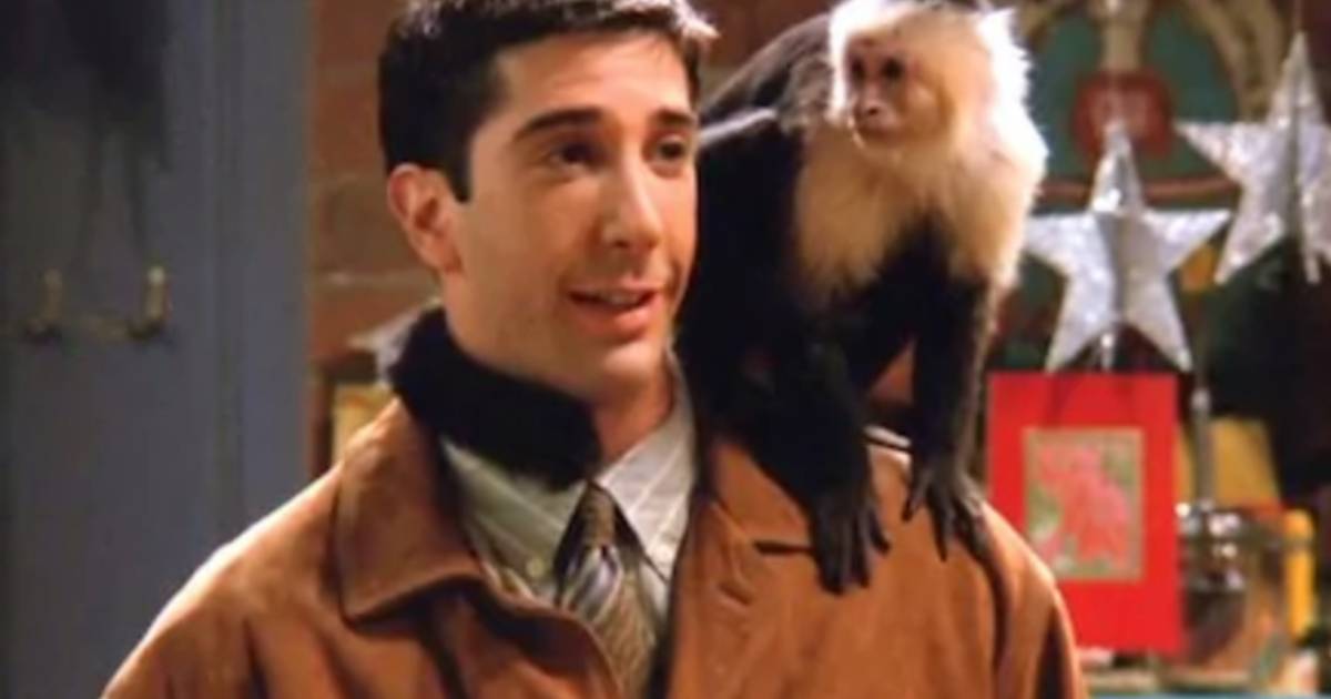 Marcel, le singe de Ross dans Friends, décroche un nouveau rôle | Télé ...
