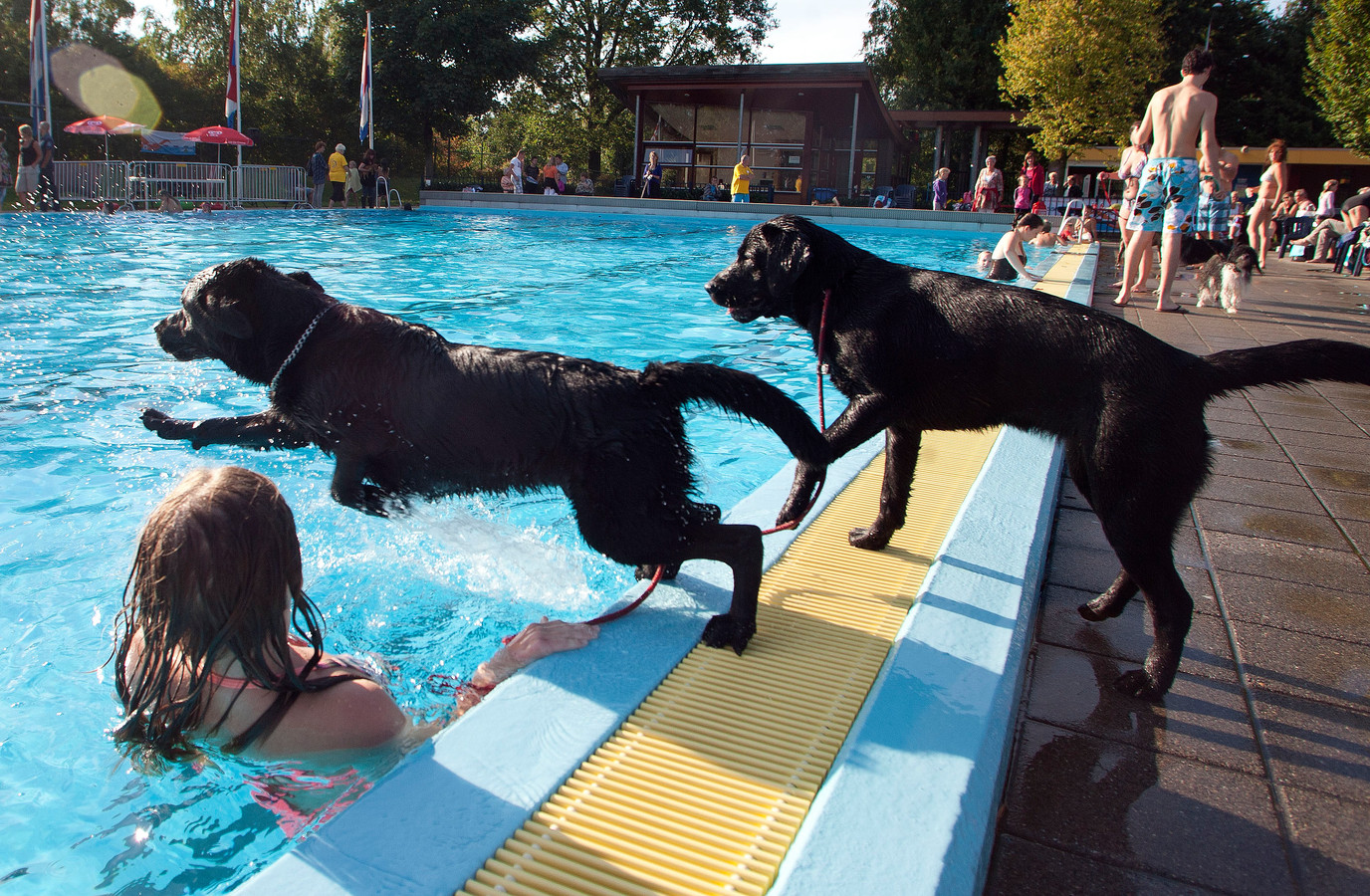 Laatste weken zwemmen in De Dolfijn Best | Foto | ed.nl