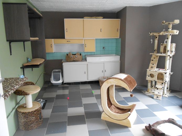 7 dierenhotels in het Waasland en Dendermonde: hier geniet je kat of ...
