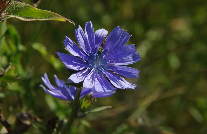Cichorei is weer helemaal terug | Zeeuws nieuws | pzc.nl