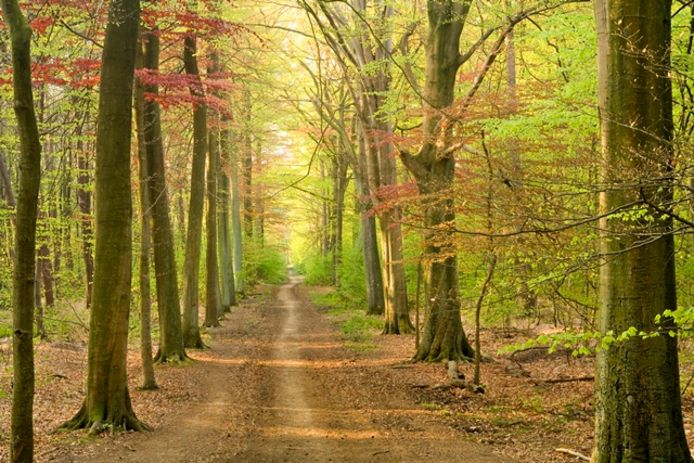Genieten van de natuur, een mysterieuze escapewandeling of ...