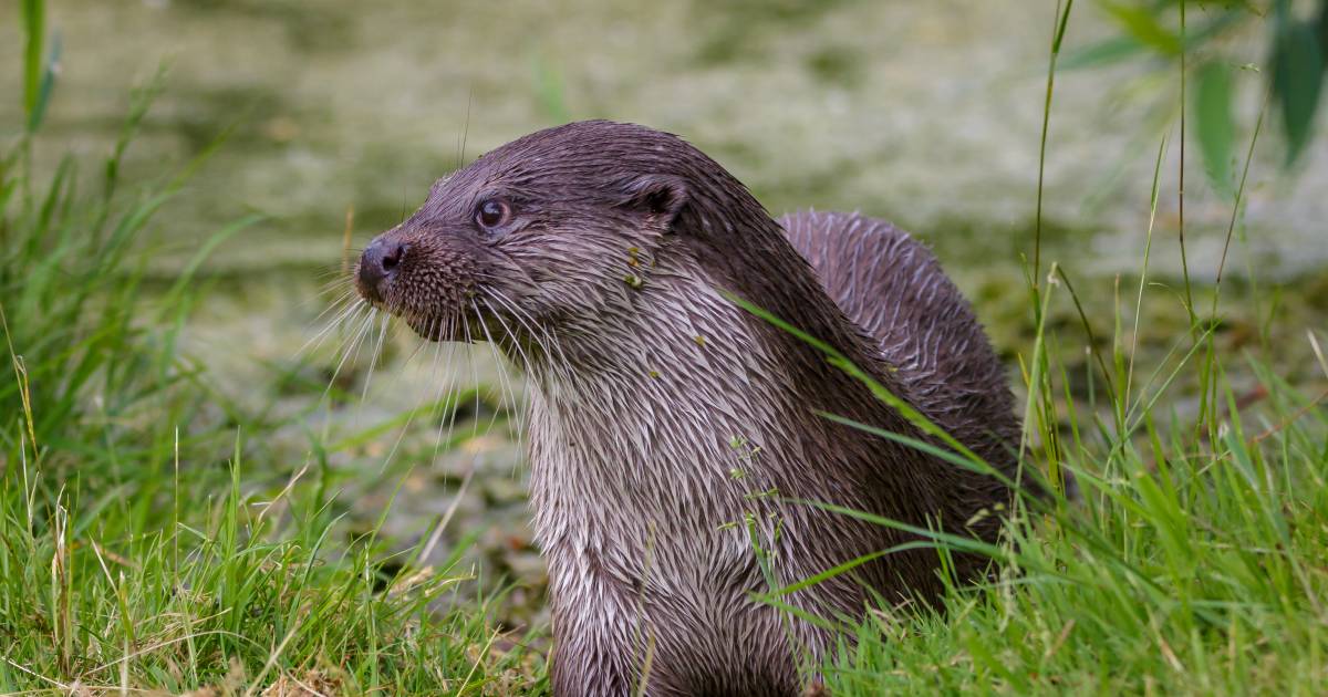 Hoe voorkom je dat een otter wordt doodgereden? Waterschap krijgt ...