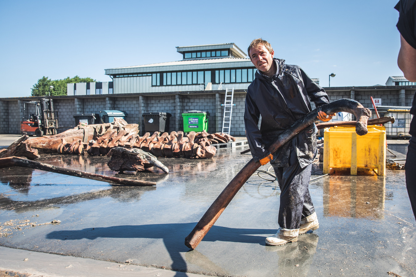 Na 30 jaar maakt UGent skelet van aangespoelde potvis Valentijn, pas in ...