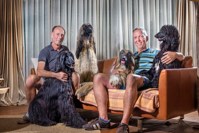 Jan en Ron fokken de mooiste windhonden van Europa: ‘Afghanen zijn onze ...