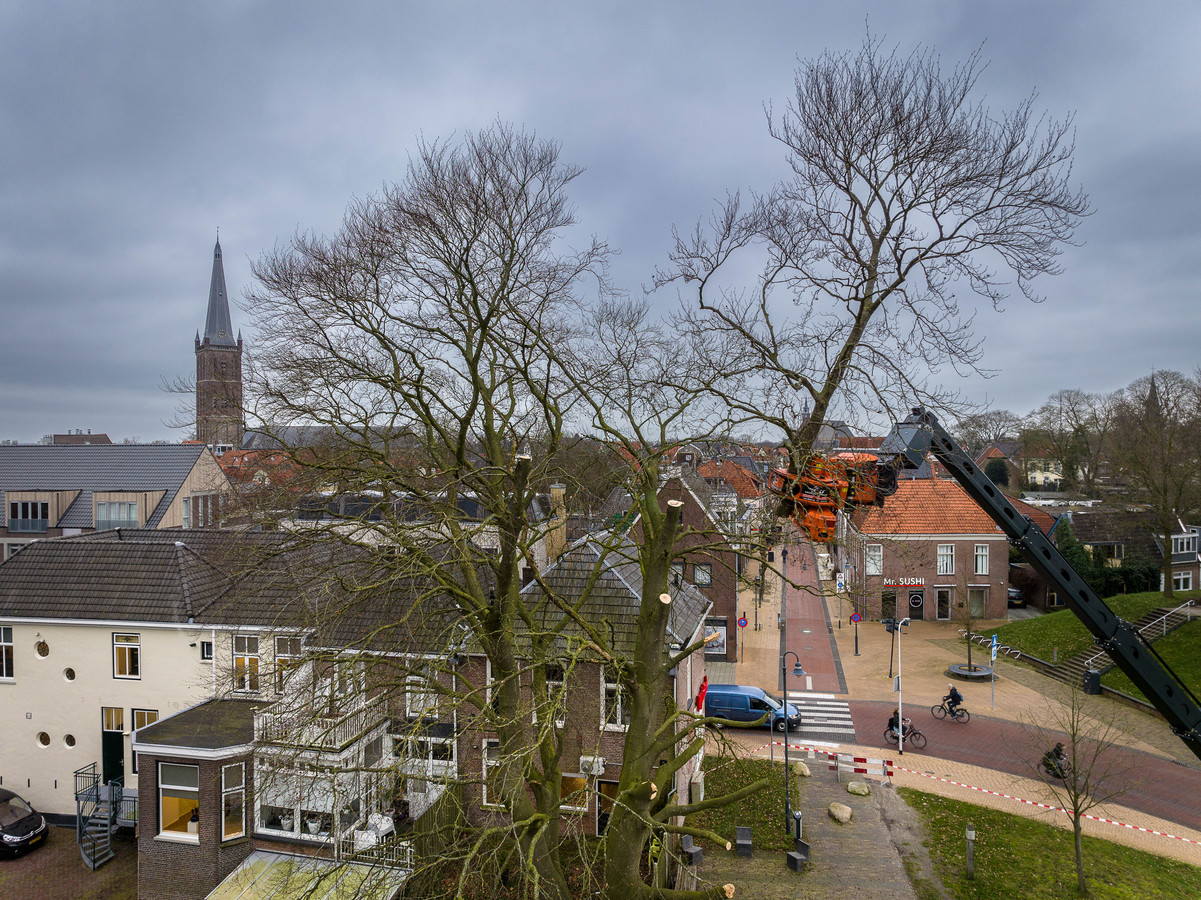 De bekende beuk bij park Rams Woerthe in Steenwijk is gekapt: ‘Over ...