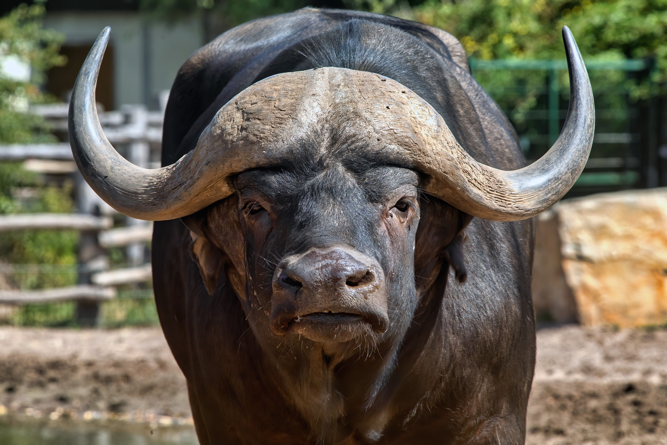 Oeps, een gast laat z'n mobieltje in het nijlpaardenverblijf vallen ...