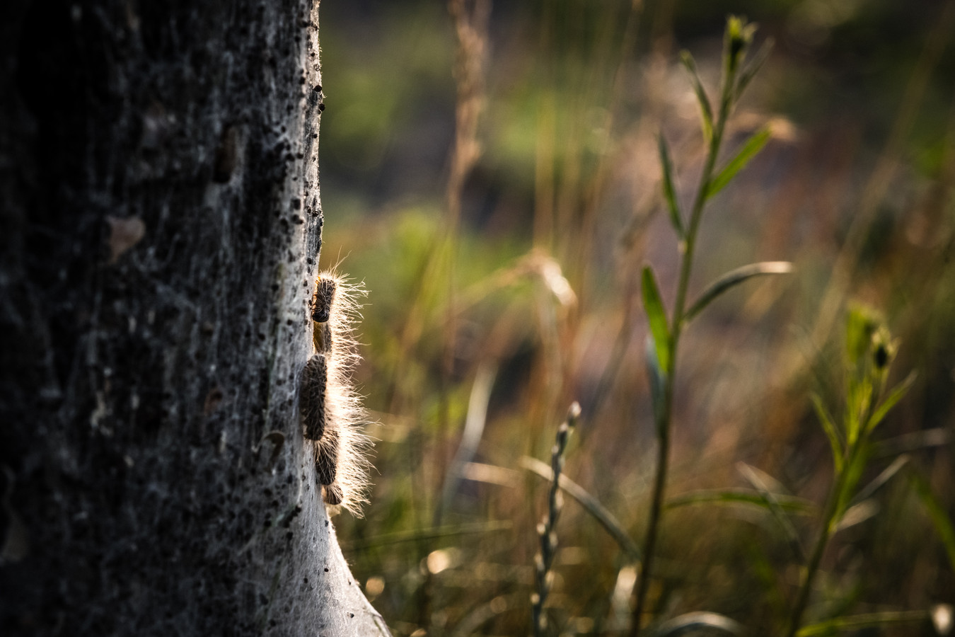 Boom-expert over eikenprocessierups: ‘Wen er maar aan’ | Foto | AD.nl
