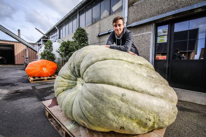 Jens (18) kweekt zwaarste groene pompoen van Europa: “Ik zal er geen ...