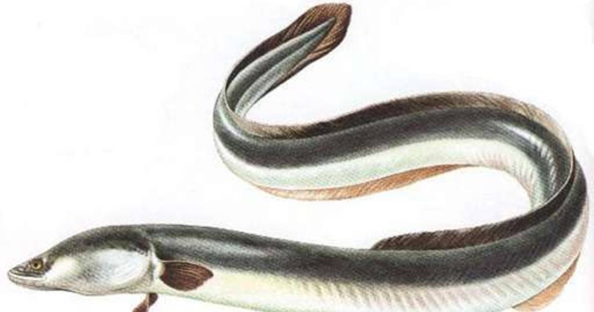 Dief steelt 160 palingen | Bizar | hln.be