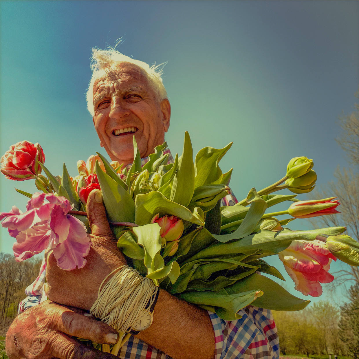 Iedereen staat in de rij voor de tulpen van Theo Dobbe, man met de ...