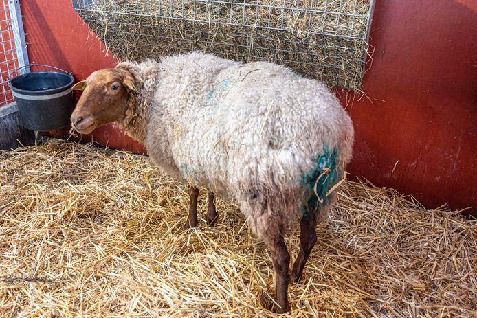 ‘Wolvenonderzoek’ naar dode schapen geeft opheldering: ‘Was voor ons ...