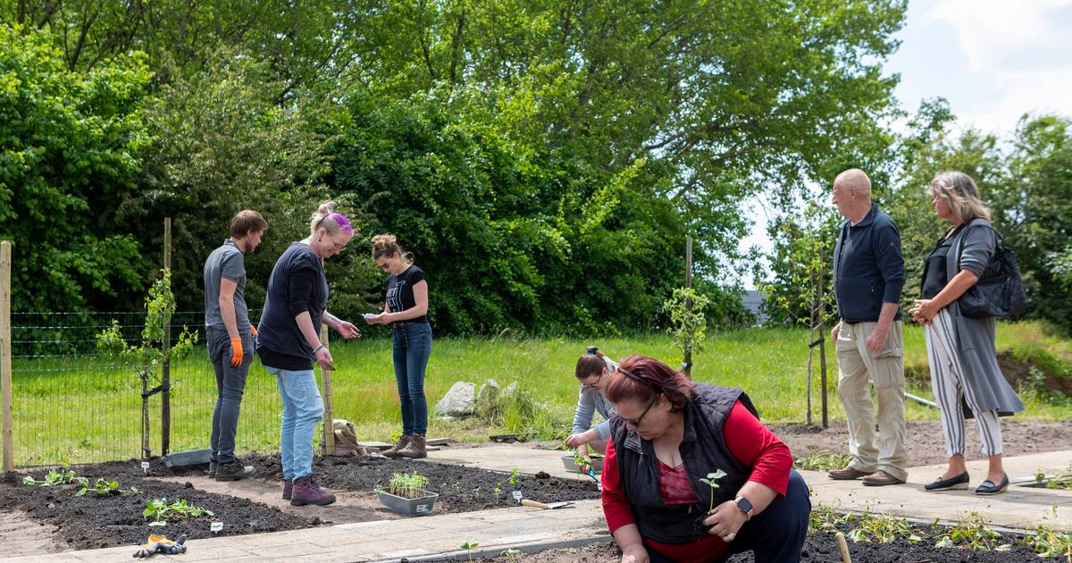 Met wieden en oogsten verbinding met elkaar leggen: ‘In de moestuin had ...