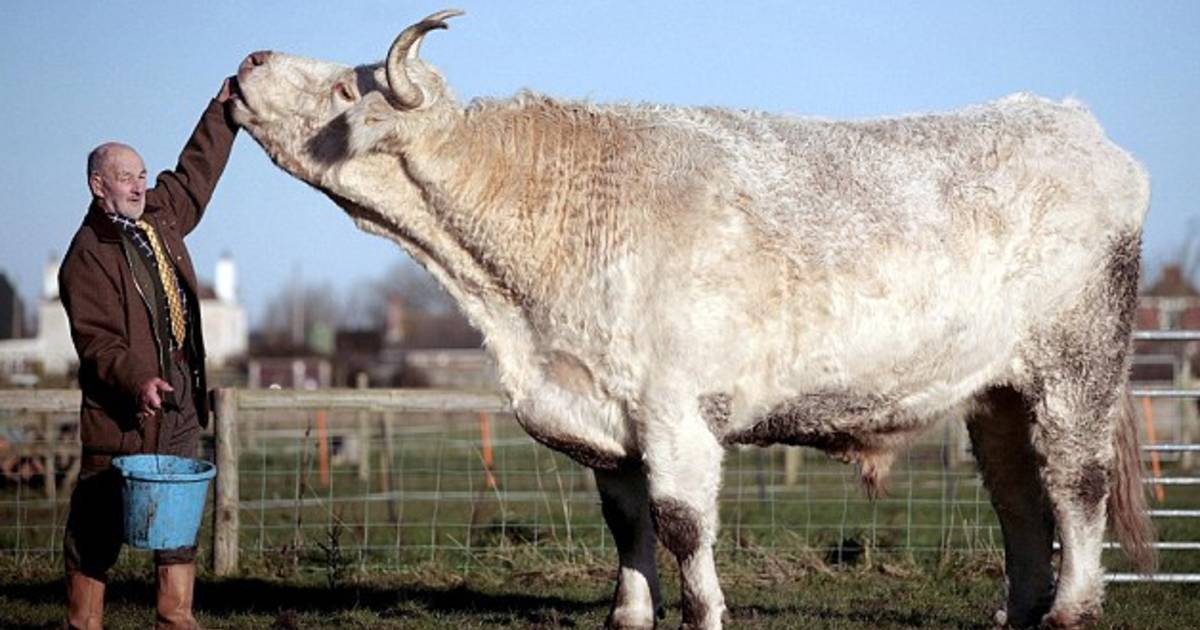 Grootste stier van Groot-Brittannië weegt 1673 kilo | Bizar | hln.be