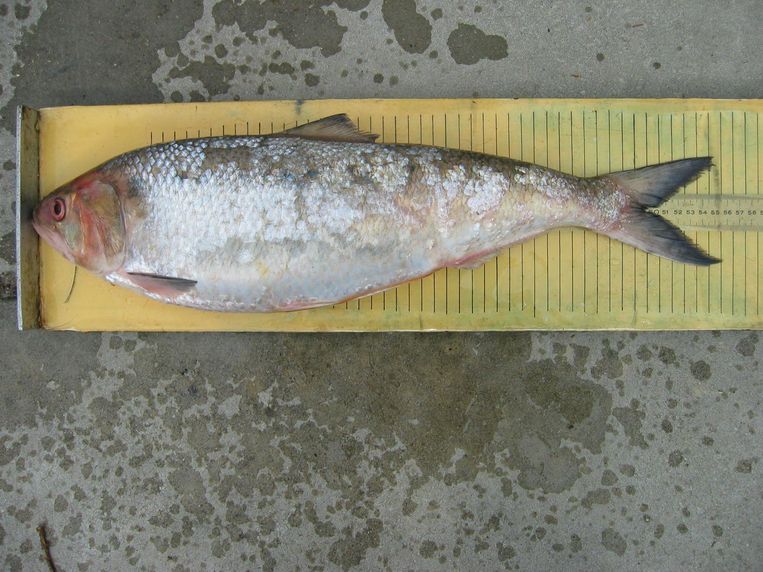 Bijna een eeuw was er amper een elft in Nederland, vandaag worden er ...