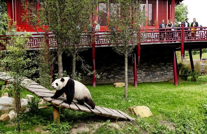 Pandaverblijf Ouwehands uitgeroepen tot 'mooiste ter wereld' | Panda's ...
